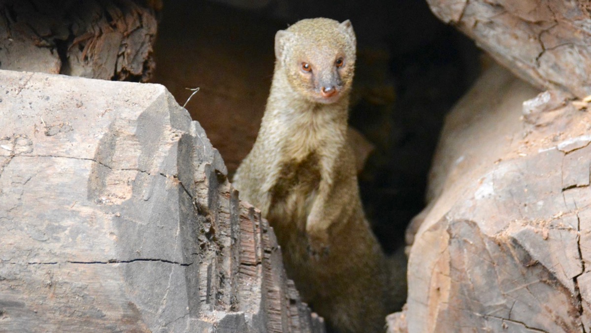 Storbysafari – Safariland