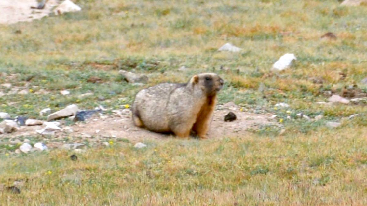 Glimt af bjerggeder – Safariland