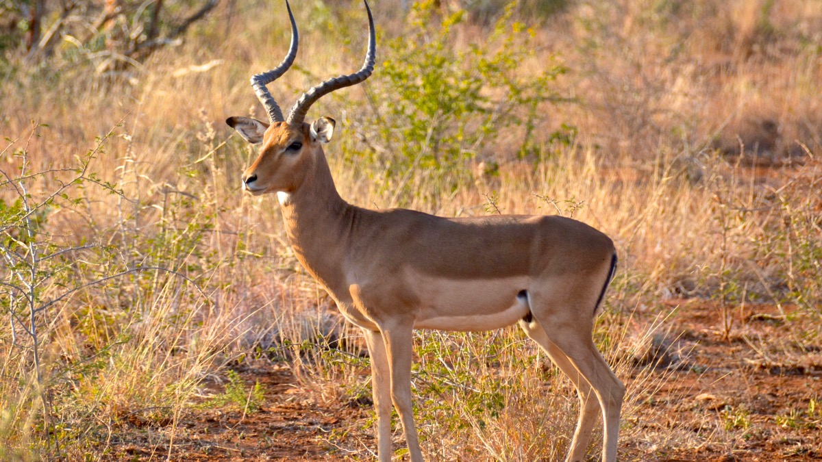 McDonalds of the Bush – Safariland